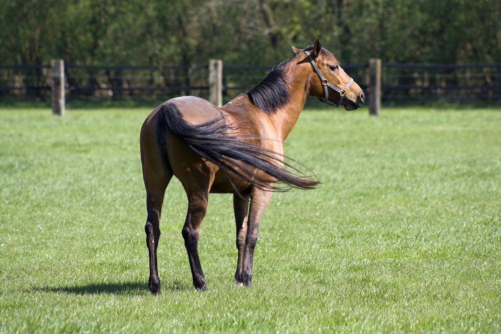 Understanding Why Horses Behave the Way They Do - LV Performance