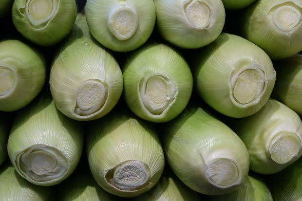 Guide to Easy Hydroponic Corn - Dealzer