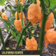 California Reaper Pepper Seeds | Tyler Farms