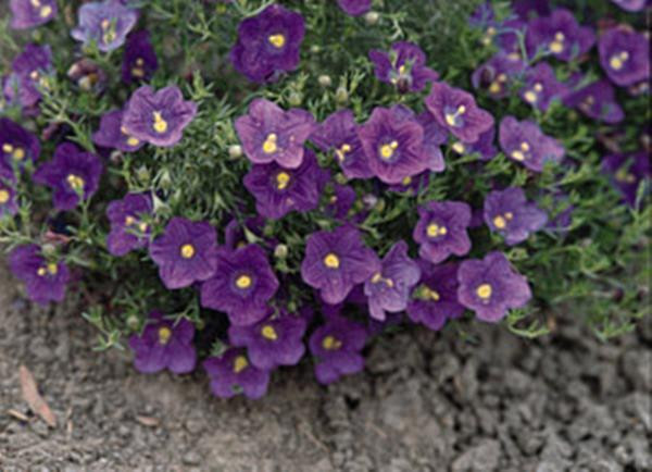 Nierembergia Purple Robe Perennial Seeds