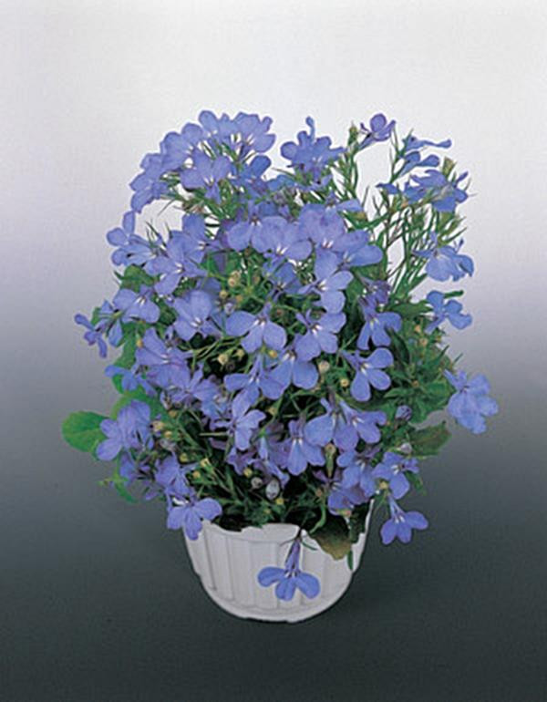 Lobelia Riviera Series Sky Blue Annual Seeds