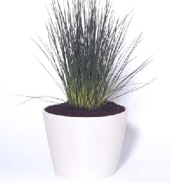Ornamental Grass Seed - Juncus Inflexus Blue Arrows Seeds