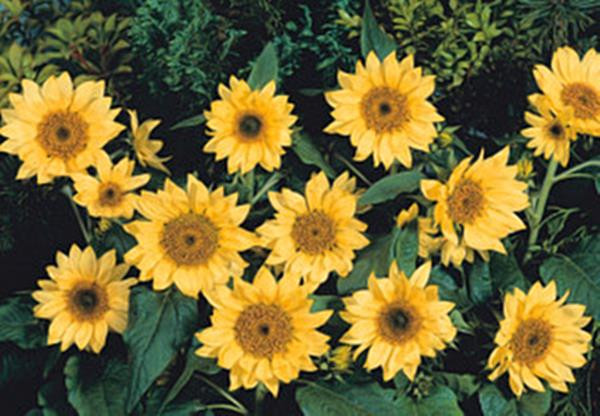 Helianthus Sunflower Pacino Series Lemon Annual Seeds
