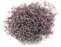 Gypsophila Gypsy Pink Annual Seeds