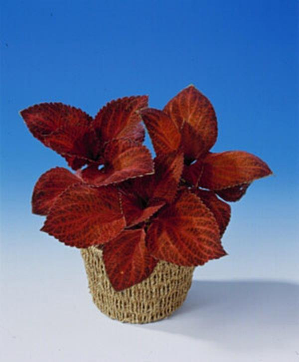 Coleus Super Rainbow Series Volcano Annual Seeds