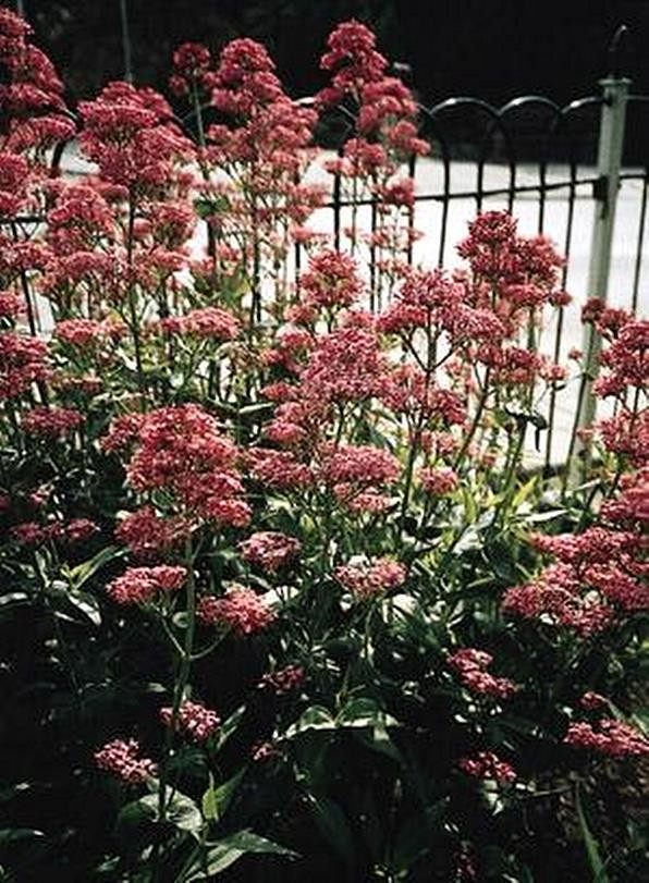 Centranthus Valerian Ruber Pretty Betsy Perennial Seeds