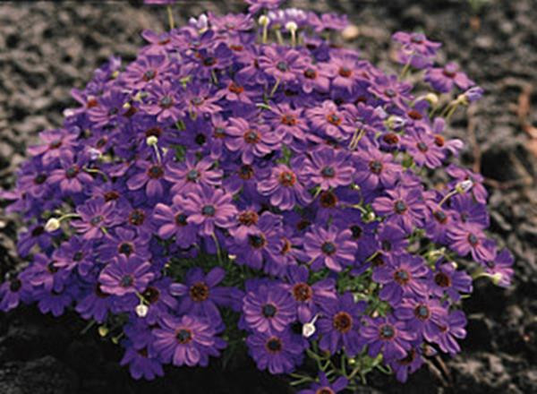 Brachycome Brachy Blue Annual Seeds