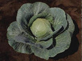 Cabbage OS Cross