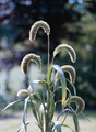 Setaria Viridis Caramel - Pase Seeds