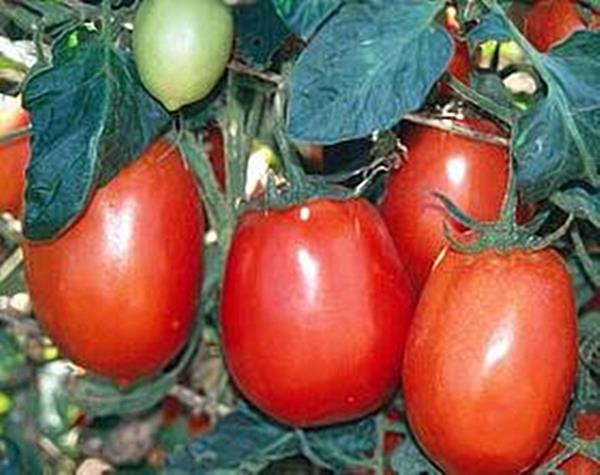 Rio Grande Tomato Seeds
