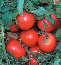 Oregon Spring Tomato Seeds