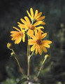 Silphium Laciniatum Perennial Seeds