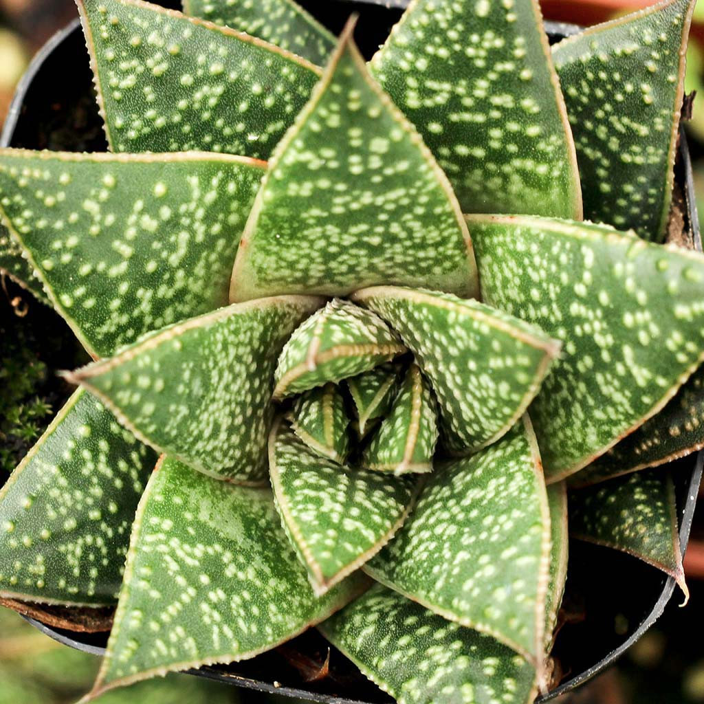 Gasteraloe 'Flow' - Mountain Crest Gardens