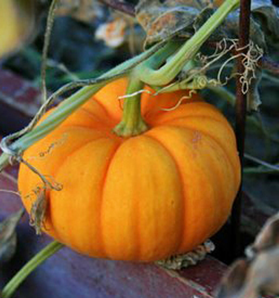 Jack Be Little Pumpkin Seeds Terroir Seeds jack-be-little-pumpkin-seeds-terroir-seeds