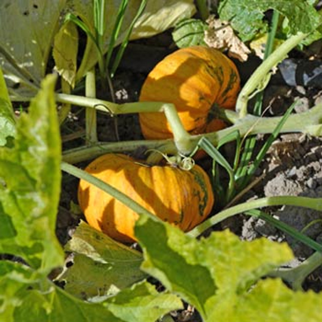 Jack Be Little Pumpkin Seeds Terroir Seeds Jack Be Little Pumpkin Seeds Terroir Seeds