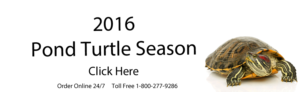 Turtle Store | Buy Turtles Online | Turtle Accessories - My Turtle Store