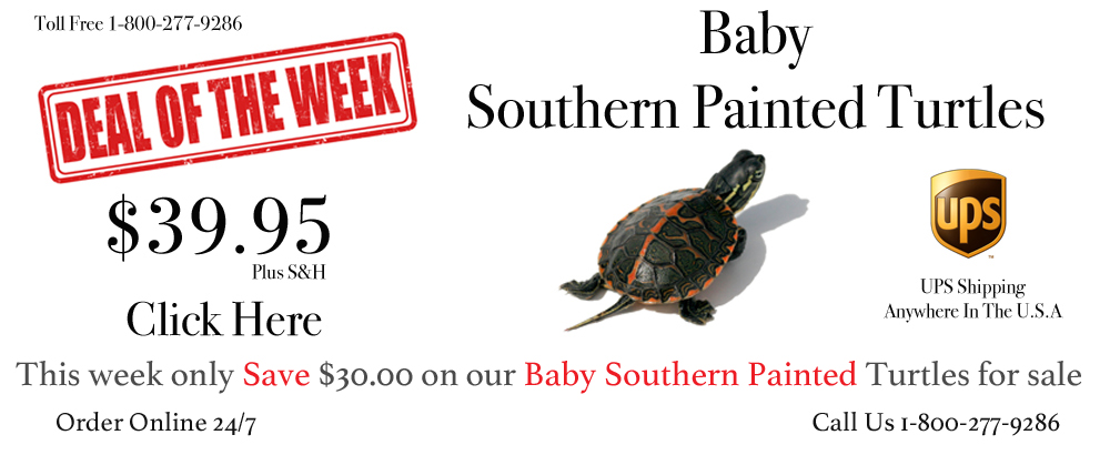 Turtle Store | Buy Turtles Online | Turtle Accessories - My Turtle Store