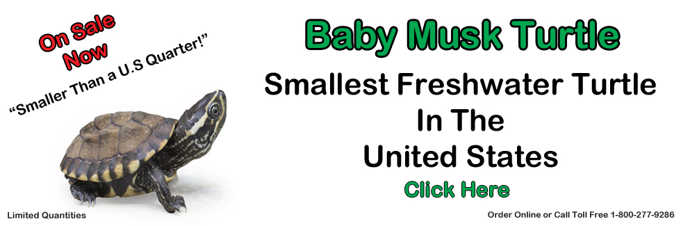 Turtle Store | Buy Turtles Online | Turtle Accessories - My Turtle Store