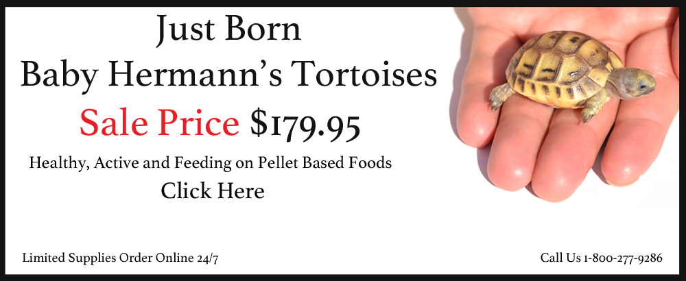 Turtle Store | Buy Turtles Online | Turtle Accessories - My Turtle Store