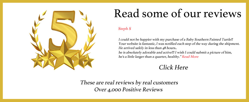 Turtle Store | Buy Turtles Online | Turtle Accessories - My Turtle Store