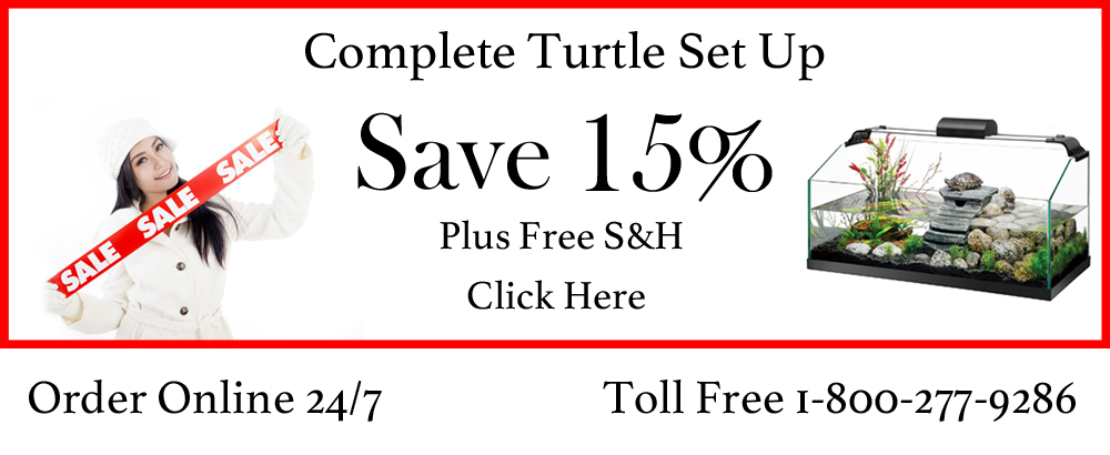 Turtle Store | Buy Turtles Online | Turtle Accessories - My Turtle Store
