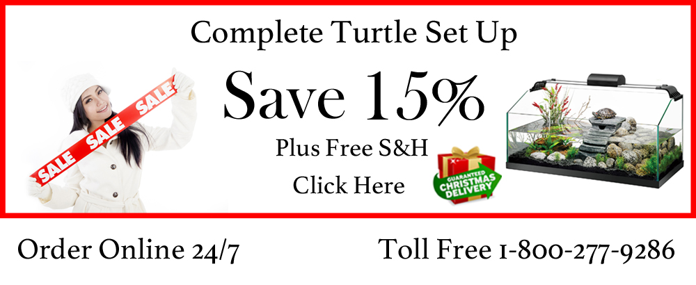 Turtle Store | Buy Turtles Online | Turtle Accessories - My Turtle Store