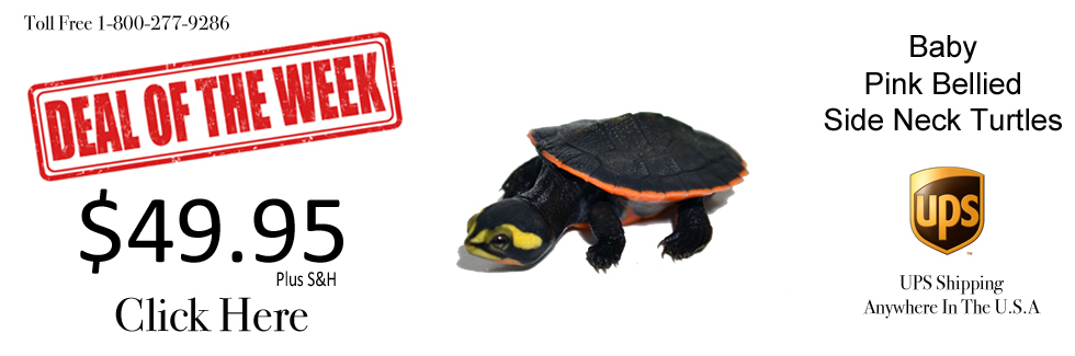 Turtle Store | Buy Turtles Online | Turtle Accessories - My Turtle Store