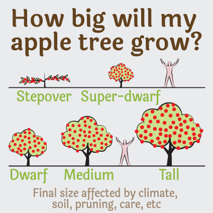 Fameuse (Snow Apple) - Heritage Fruit Trees