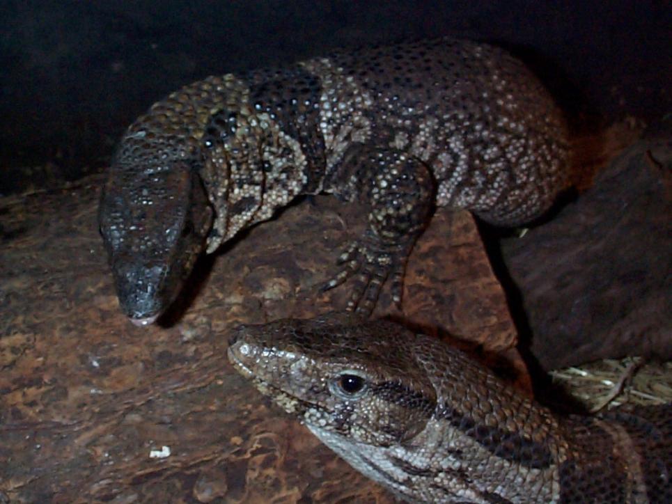 Dumeril's monitor - Alchetron, The Free Social Encyclopedia