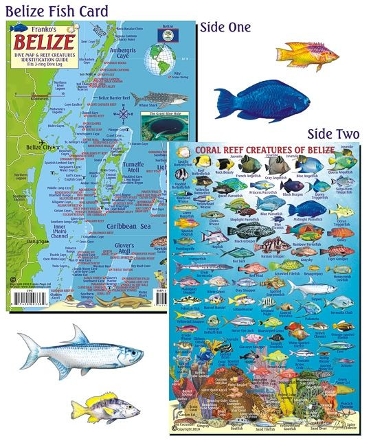 Belize Barrier Reef Fish Species A Dive Into The Rich Biodiversity Of